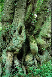 Temperate Climate Permaculture: Permaculture Projects: Coppicing