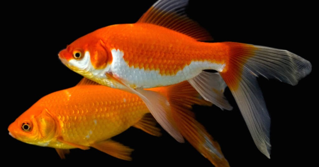 Top 20 tankmates of Goldfish