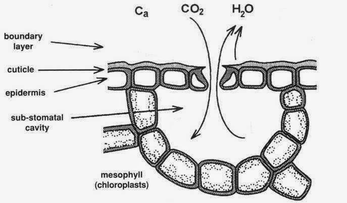 Gas Exchange In Plants - Plant Ideas