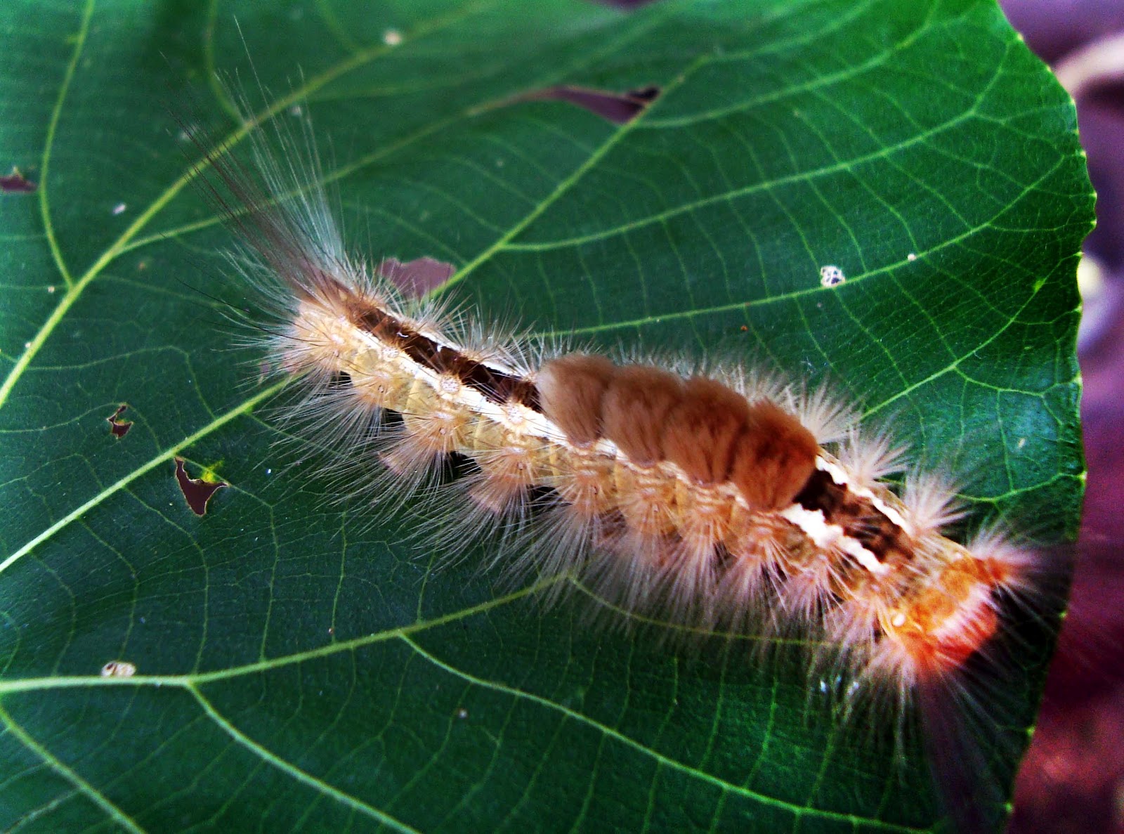 Living with Nature - School on Blog by Dr. Abercio V. Rotor: Beware of ...