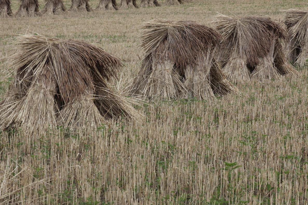Michigan Exposures: Wheat Sheaves Again...