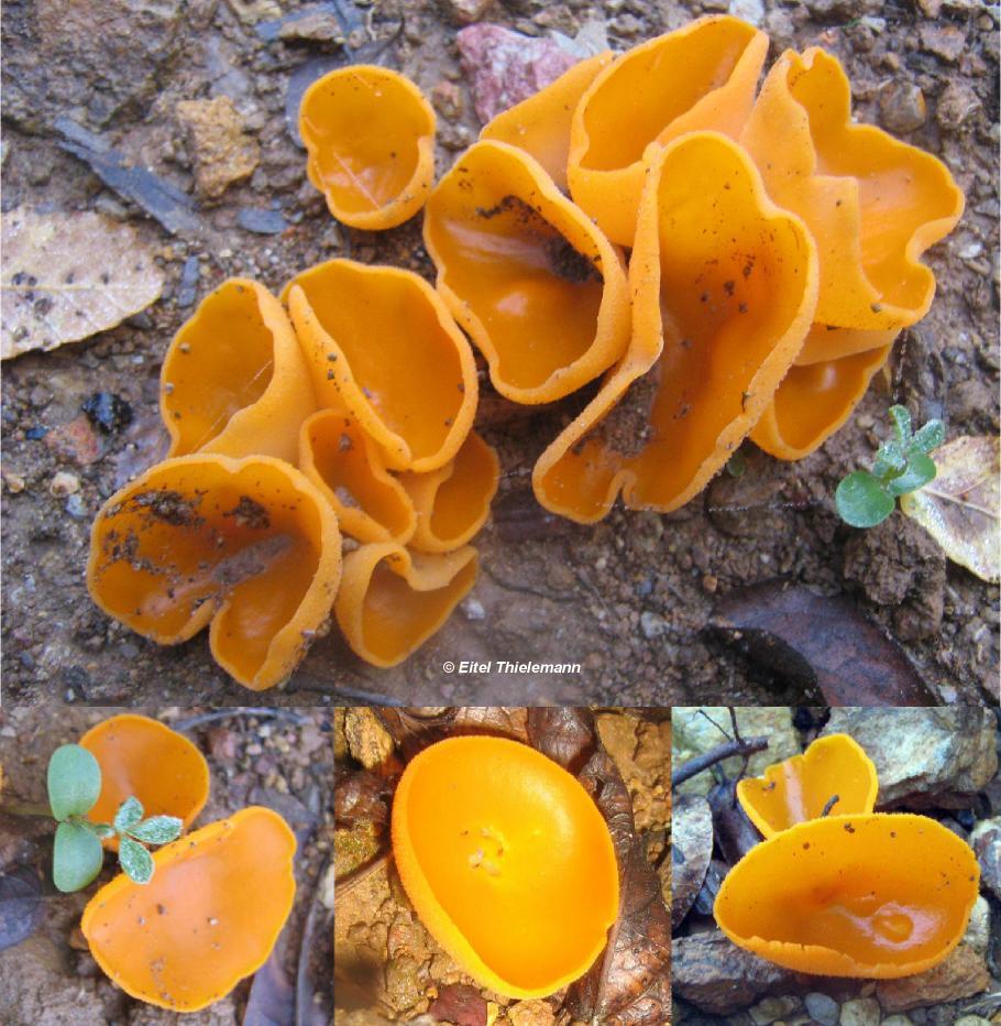 Apuntes botánicos: Hongos chilenos