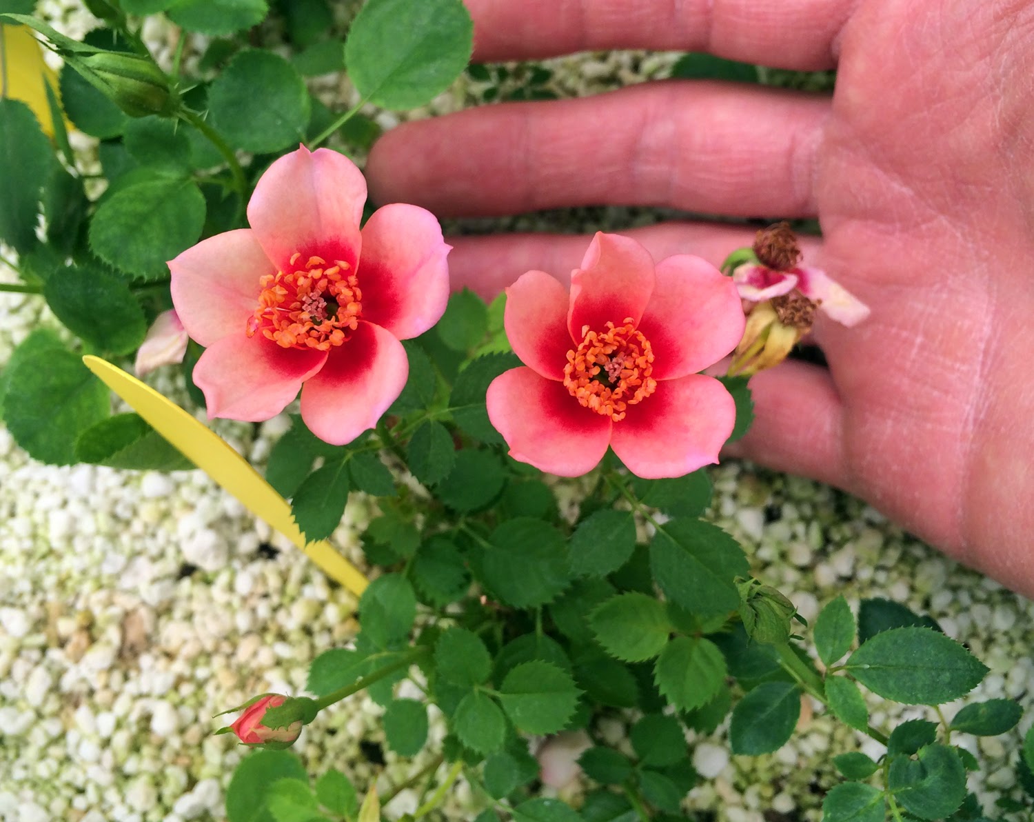Rose Hybridizing: Random 2015 Seedlings