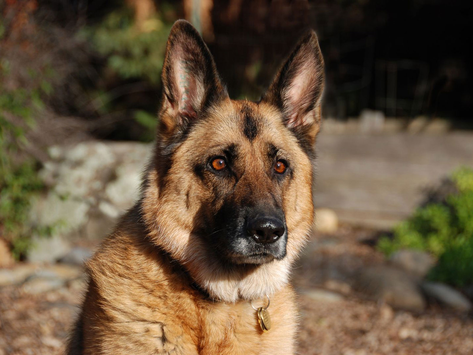 The German Shepherd: May 2011