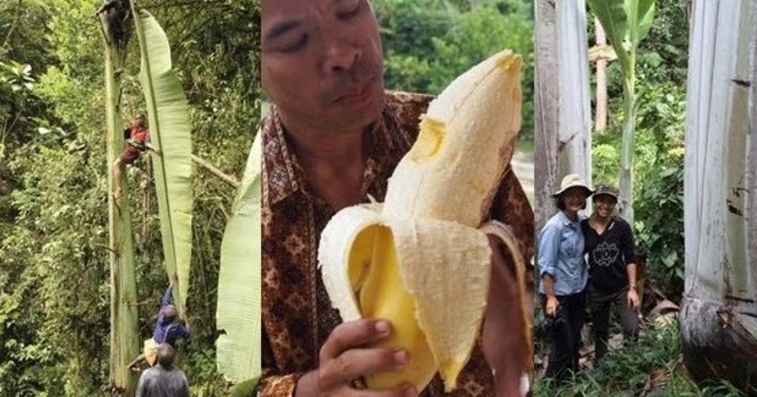 INFORMASI UNIK: Pisang Terbesar di Dunia Tumbuh Di Papua