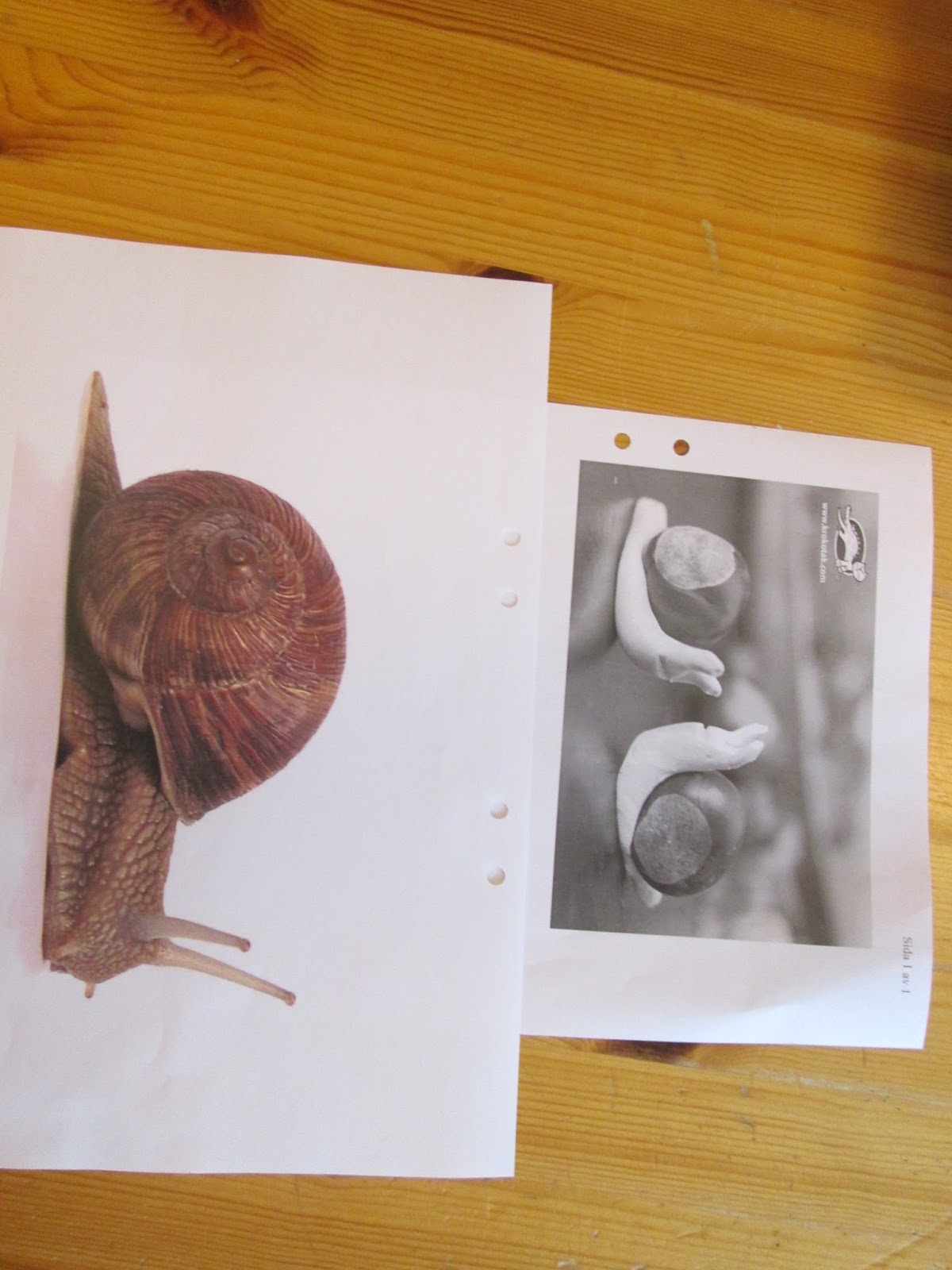 Sandtagets förskola: Sniglar