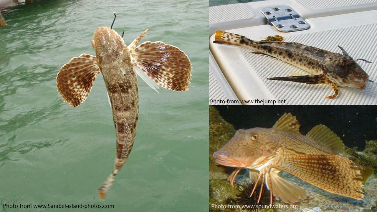From Reefs to Rivers: Florida's Fisheries Science Blog: What the heck ...