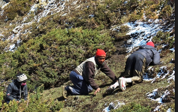 Yarsagumba season has been started in Nepal - Tourism In Nepal