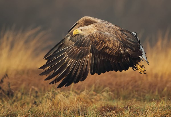 Eagles: Amazing eagle pictures