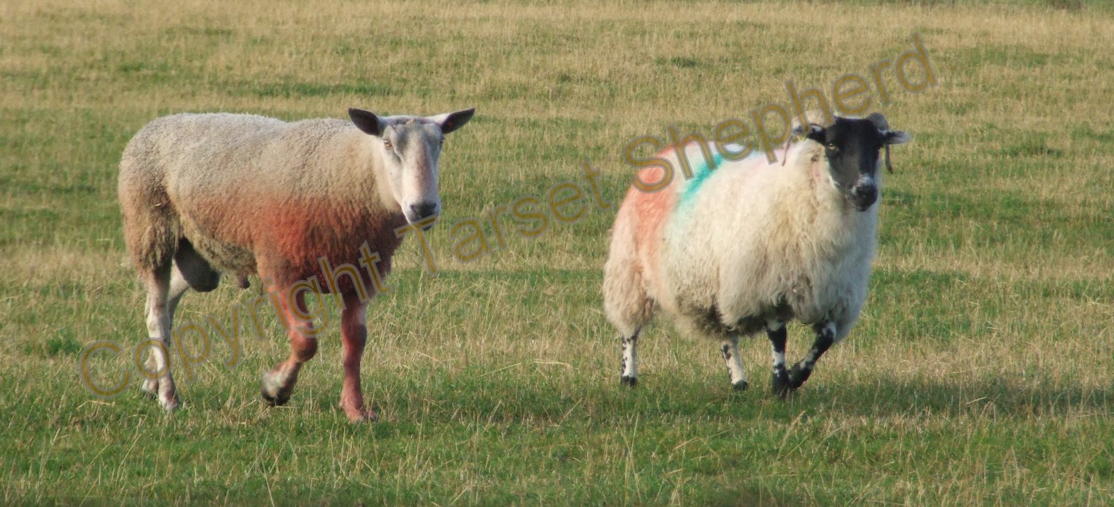 Shepherd's blog: Raddling