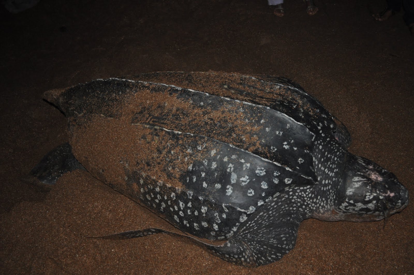 It's Always Sunny In Guyana: Turtle, Turtle!