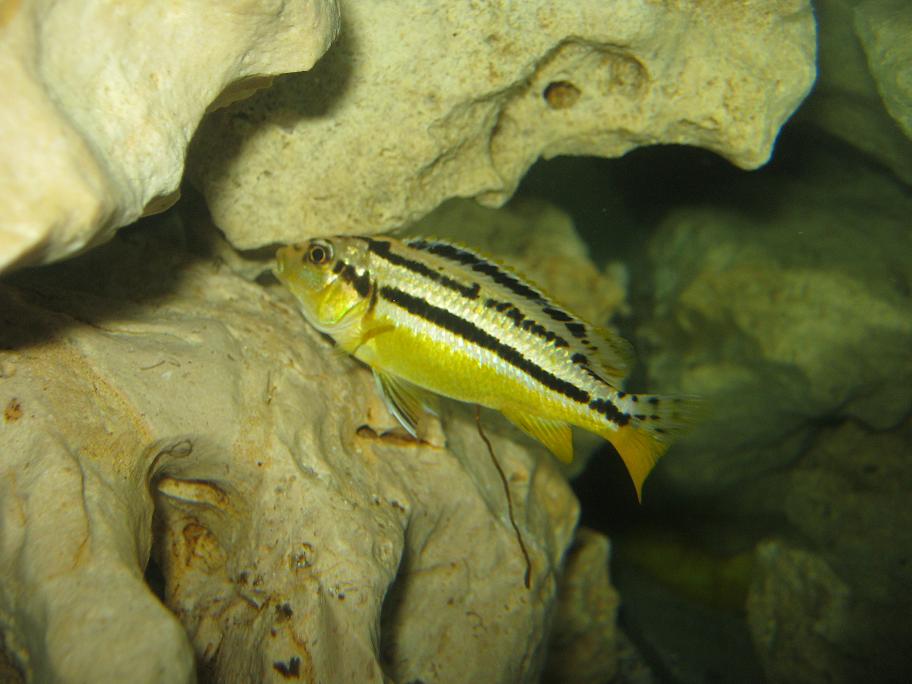 A NIGHT BY THE AQUARIUM