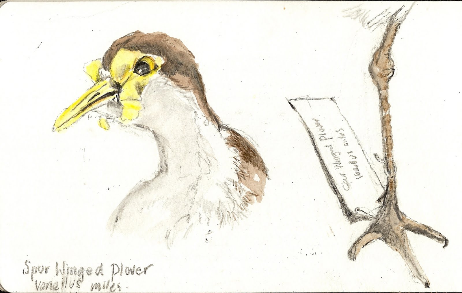Sketching in Nature: Australian birds - Alissa Duke