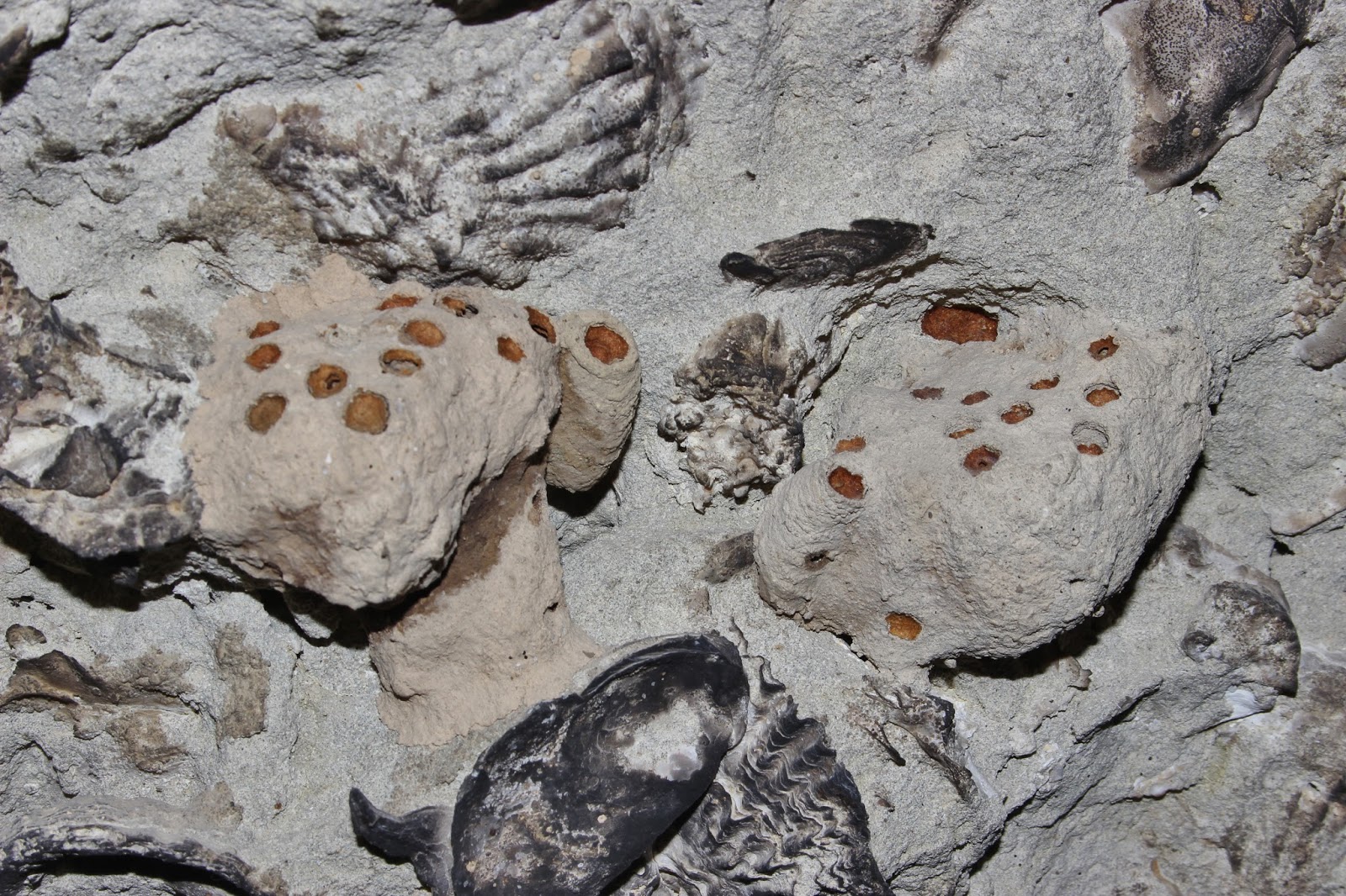 Biodiversity of Cyprus by NGO Protection of the Natural Heritage and ...