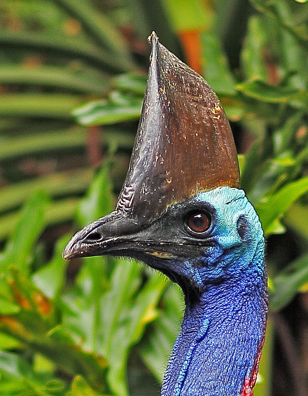 BunyipCo: Cassowary Update