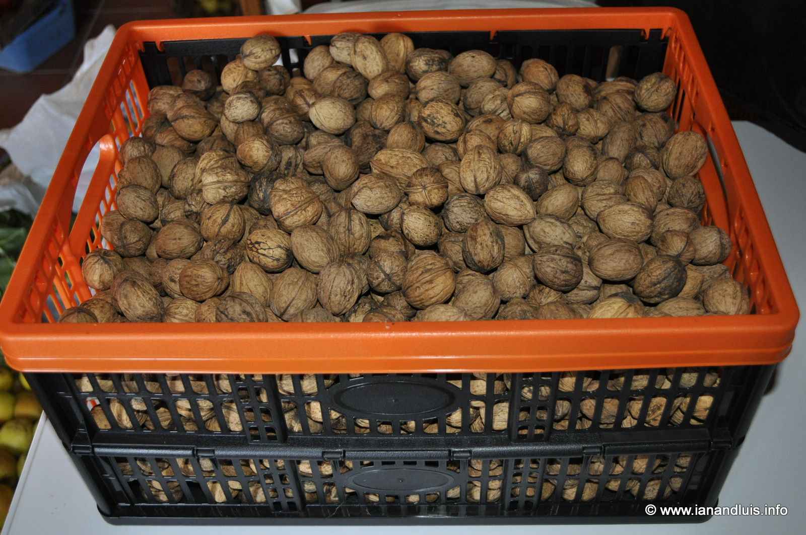 Tales from Toriello: Autumn foraging: Chestnuts and Walnuts