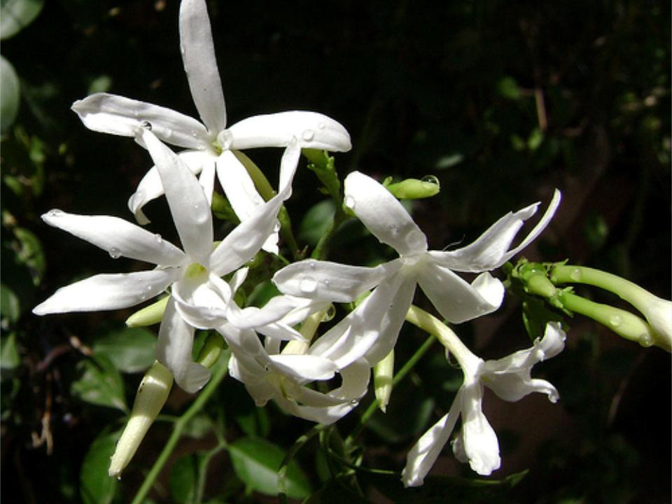 Spreebird wildlife: Jasmine (common) The National flower of Pakistan