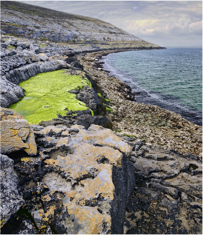 Knowledge Class: Algae: The Foundation of the Marine Ecosystem