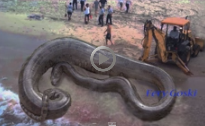Titanoboa prehistoric anaconda Biggest snake dinosaur compared to ...