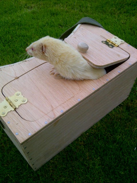 From the Country: Making a ferret carrying box