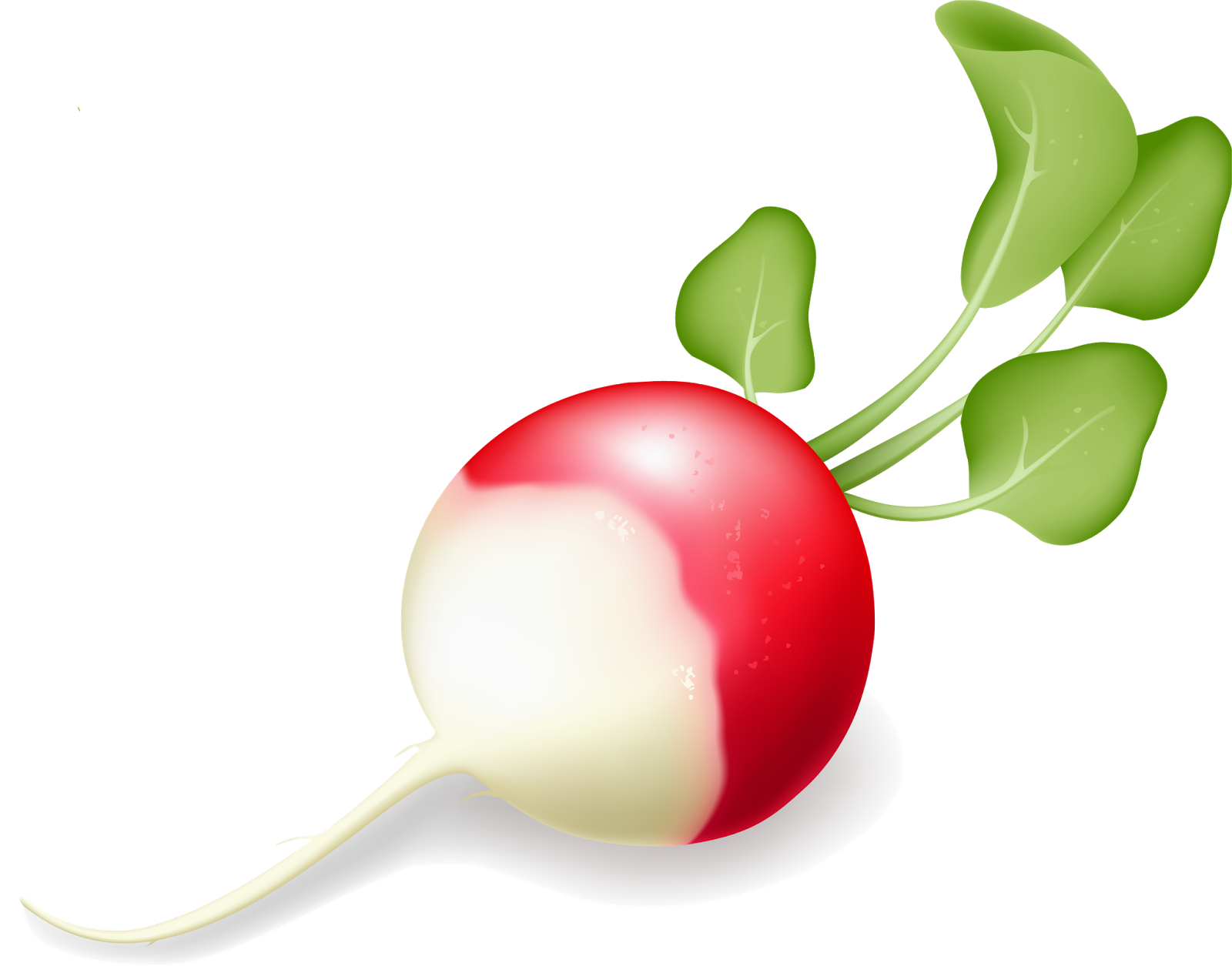 Tarım Siteniz: Turp (Radish)