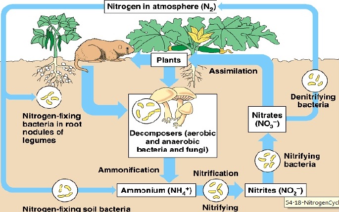 SCIENCE: Definition and Process Ammonification