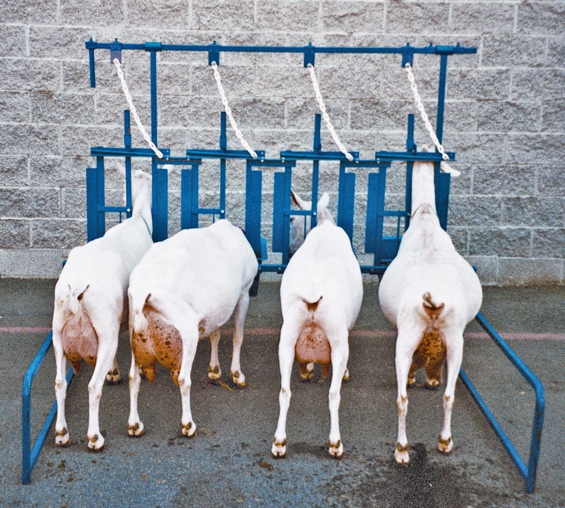 Cum alegem o capra buna pentru prasila ~ Cresterea caprelor