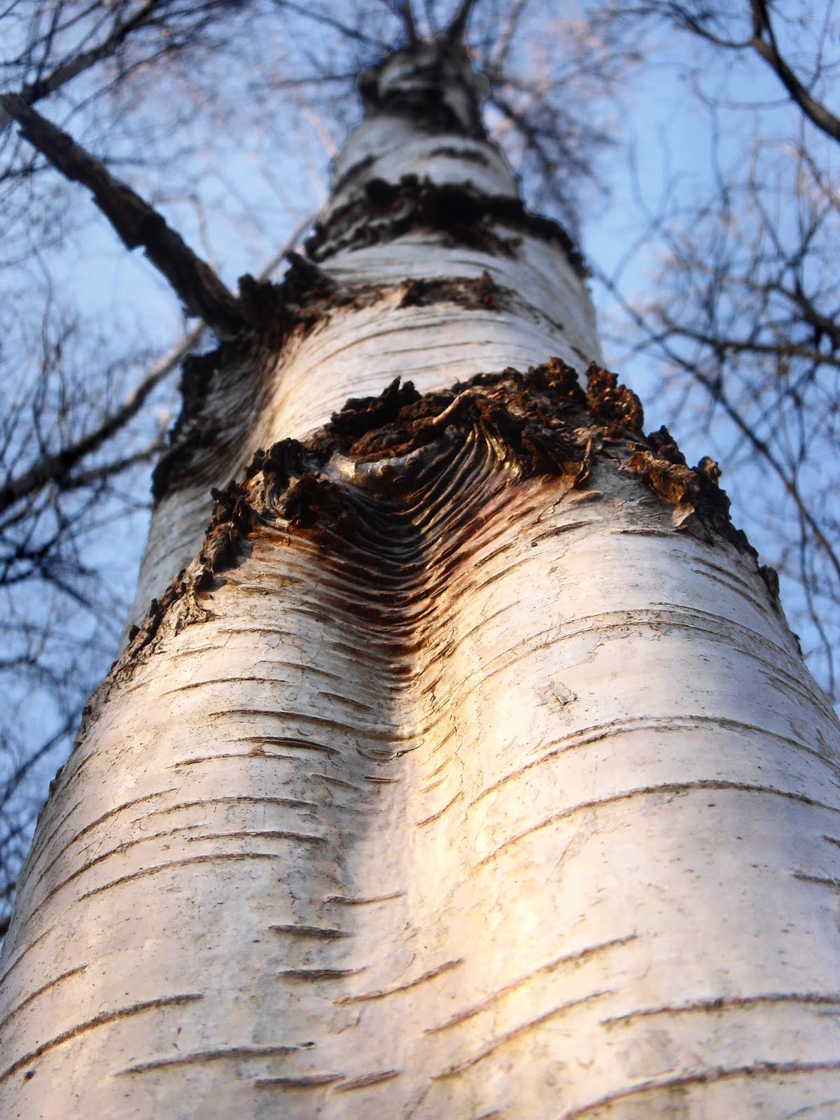 Anne MOREAU: En tenues de soirée ou en haillons magnifiques, les arbres