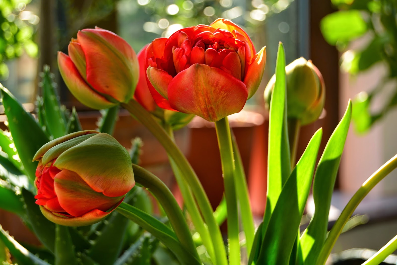 Fröpåsen: Tulpaner