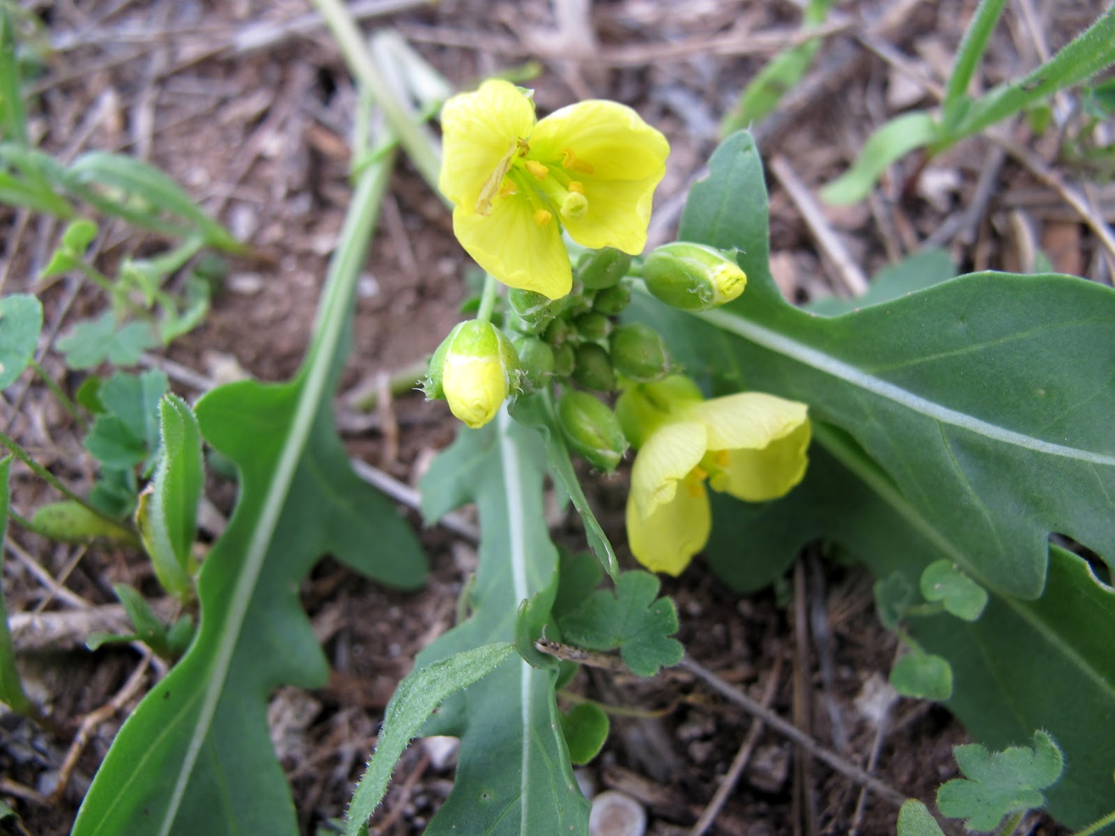 FLORA NEL SALENTO e.. anche altrove: Diplotaxis tenuifolia (L.) DC ...