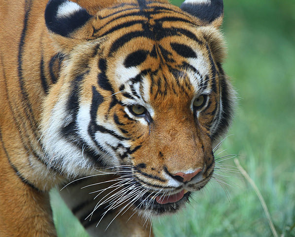 Animal Images: Malayan Tiger Images Collection (Beautiful)