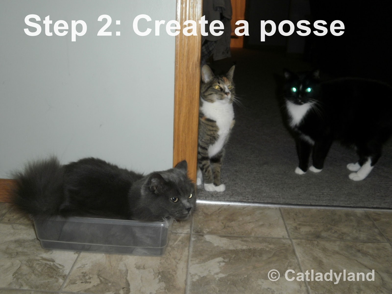Catladyland: Cats are Funny: How to Steal a Box in Four Easy Steps