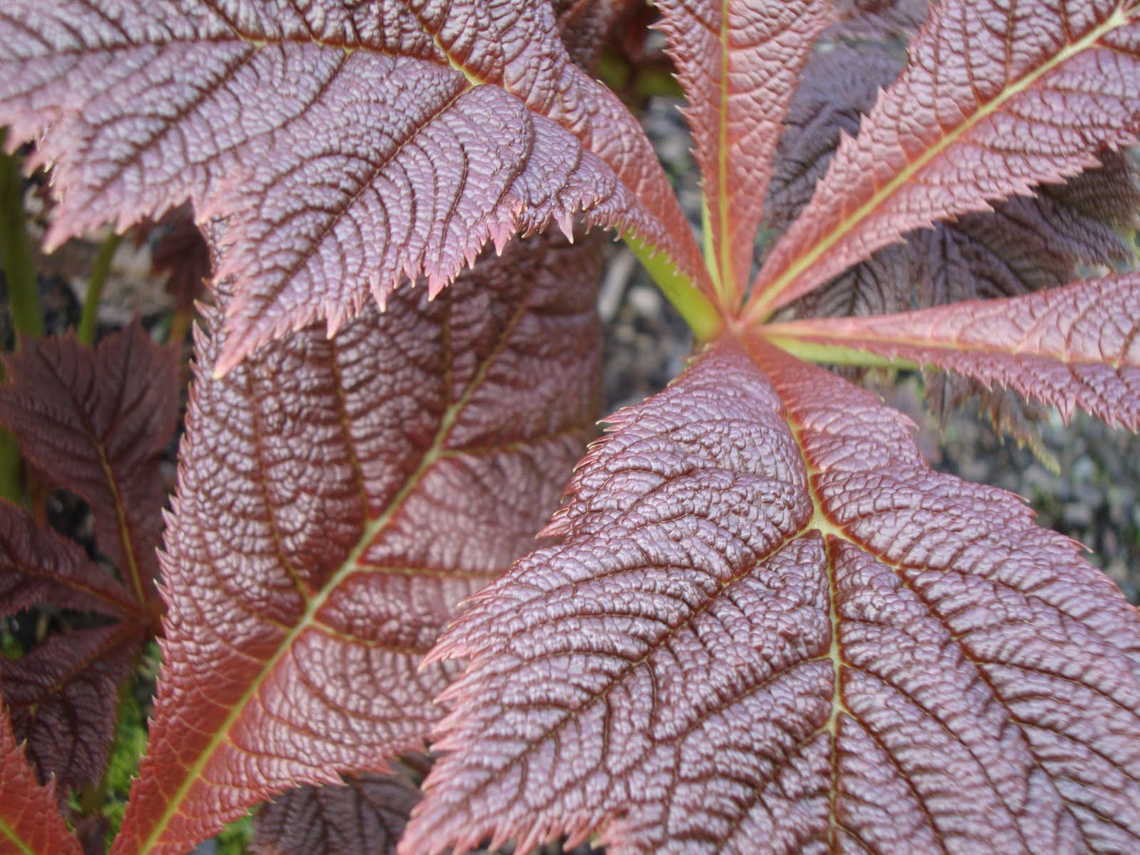 danger garden: Getting my plant fix...