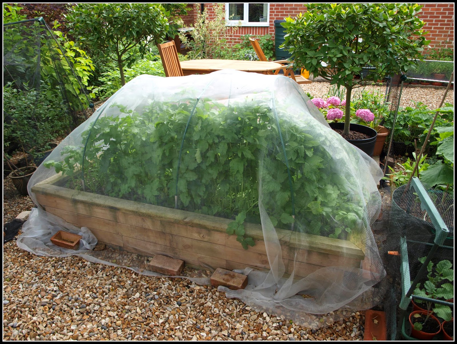 Mark's Veg Plot: The Net effect