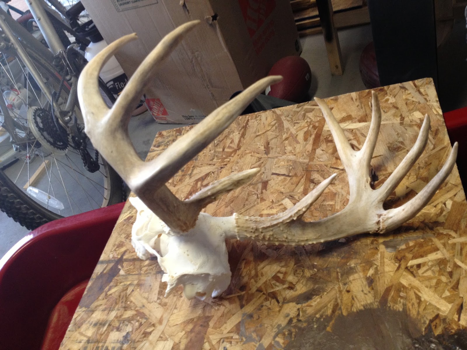 Badlands Custom Taxidermy / Desert Country Archery: European Coues Deer