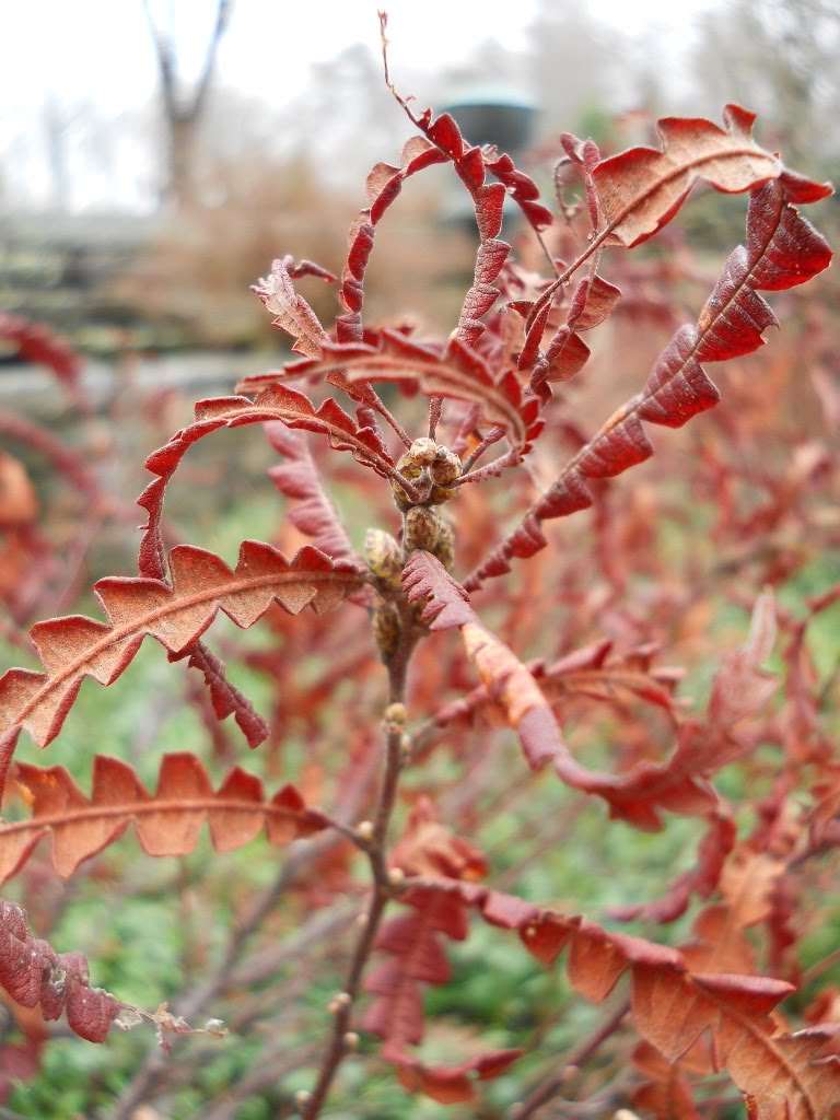 Anemone Times: Sweet Fern