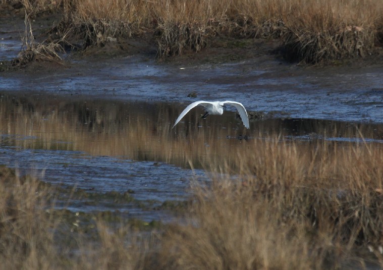 New England Coastal Birds: "Three Days of Winter Seabirding on Cape Cod ...