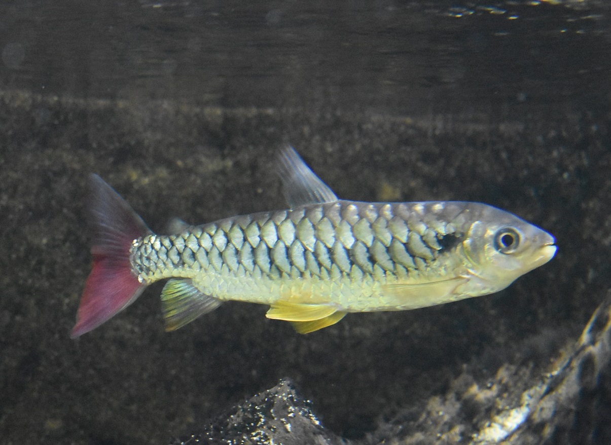 ZOOTOGRAFIANDO (6.100 ANIMALS): PEZ TUCÁN / TUCAN FISH (Chalceus ...