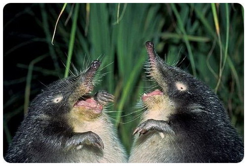 5 Haiwan Paling Sukar Ditemui