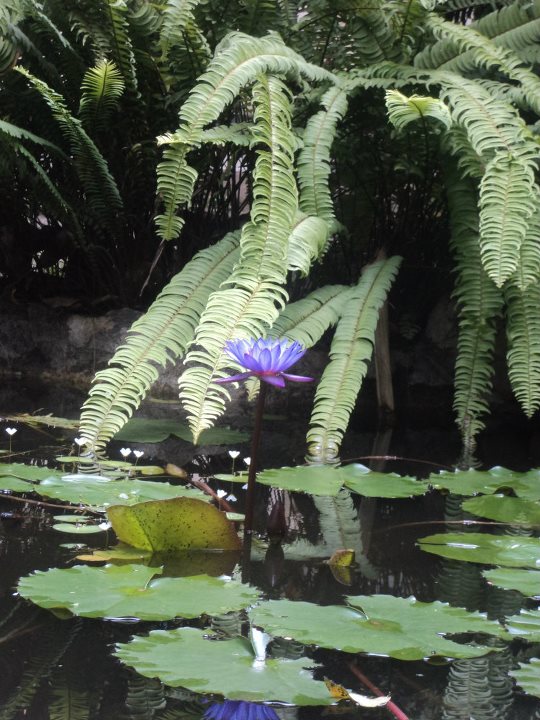 Seethadevi Girls' College: Gallery