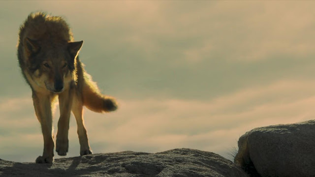 Movie Review" Alpha" is a Visually Breathtaking Epic