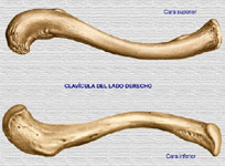 Esculapio Hijo del Sol: La Clavícula