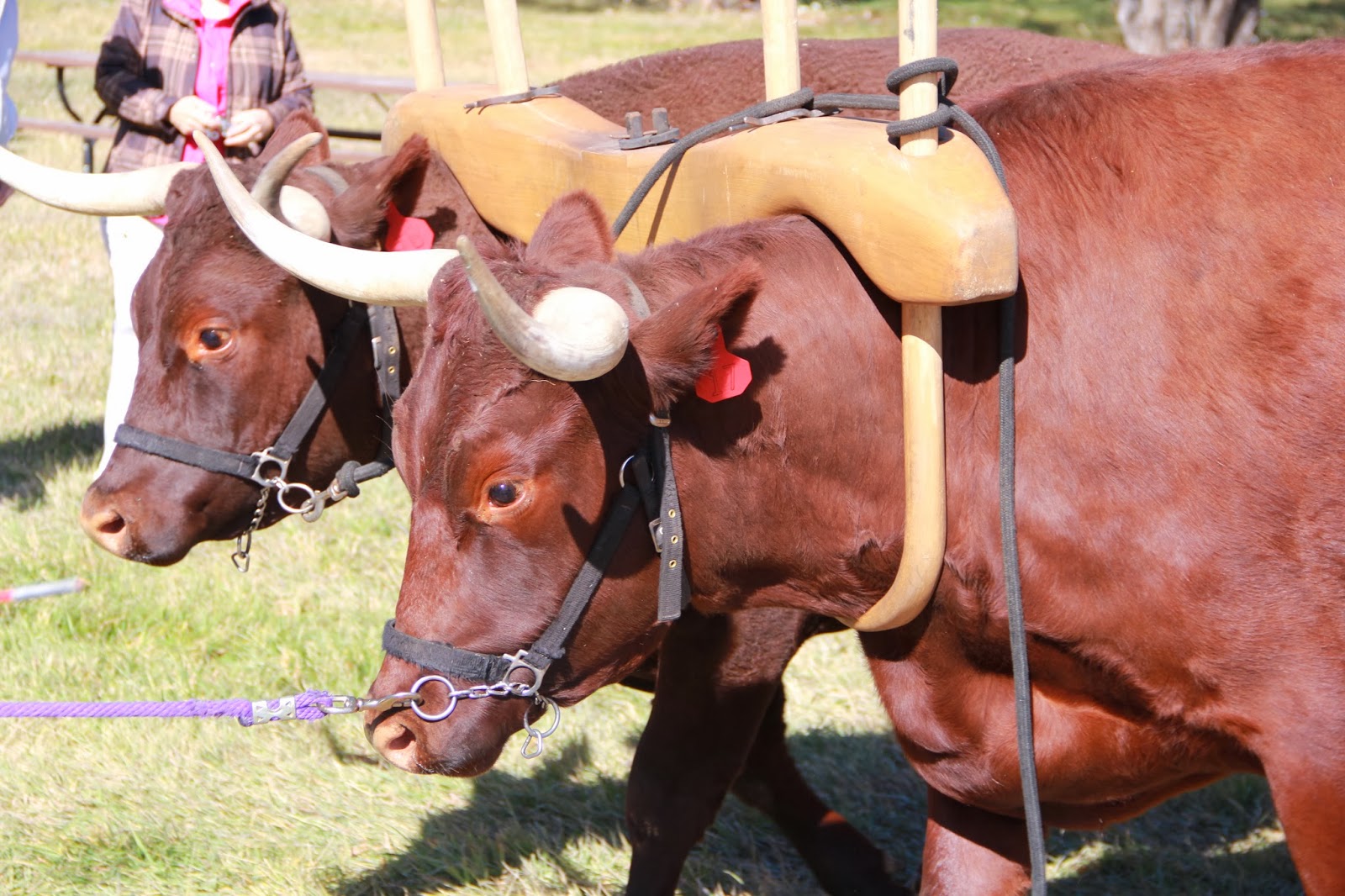 Restless native: Rare oxen pull living history down the trail