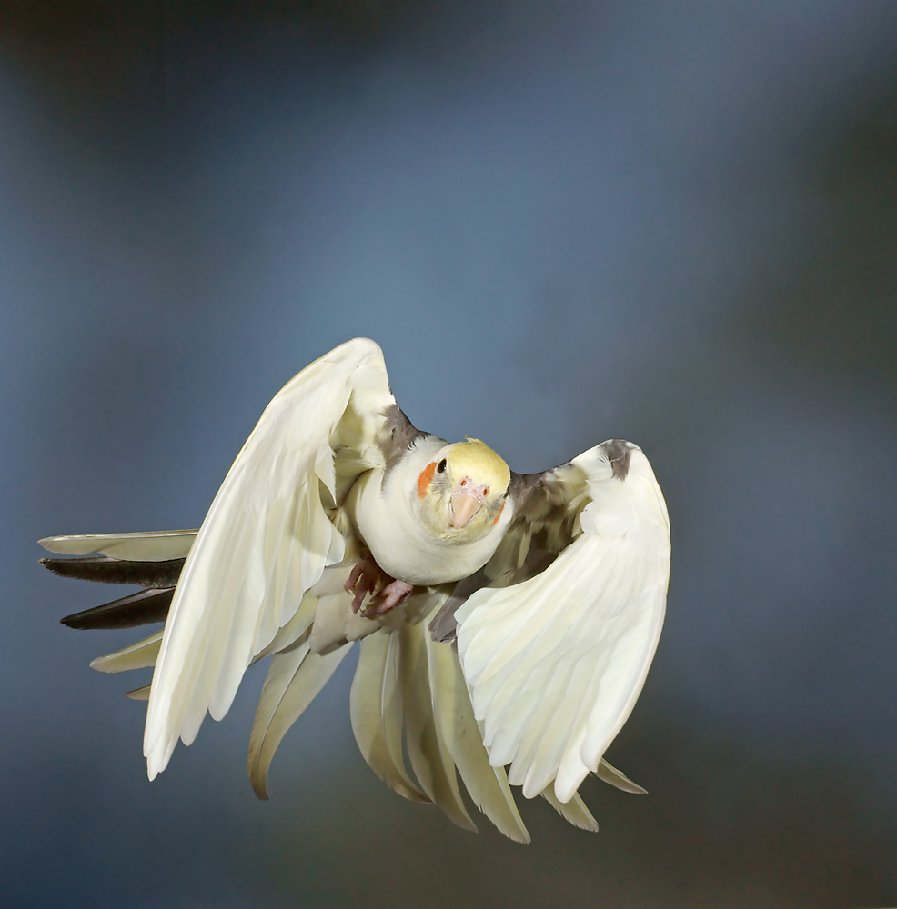 Exotic Birds: Totul despre Nimfe