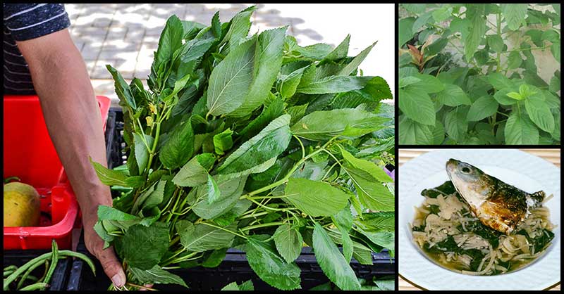 Fight Inflammation And Cancer With Saluyot Leaves (Corchorus Olitorious ...