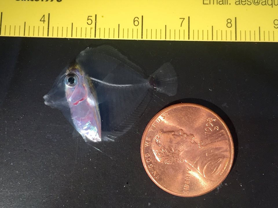 CoCorail Le blog: Reproduction captive réussit pour Bubulle