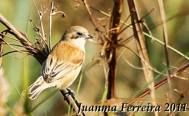 DE AVES Y BICHOS: De moscones, laguneros y palustres