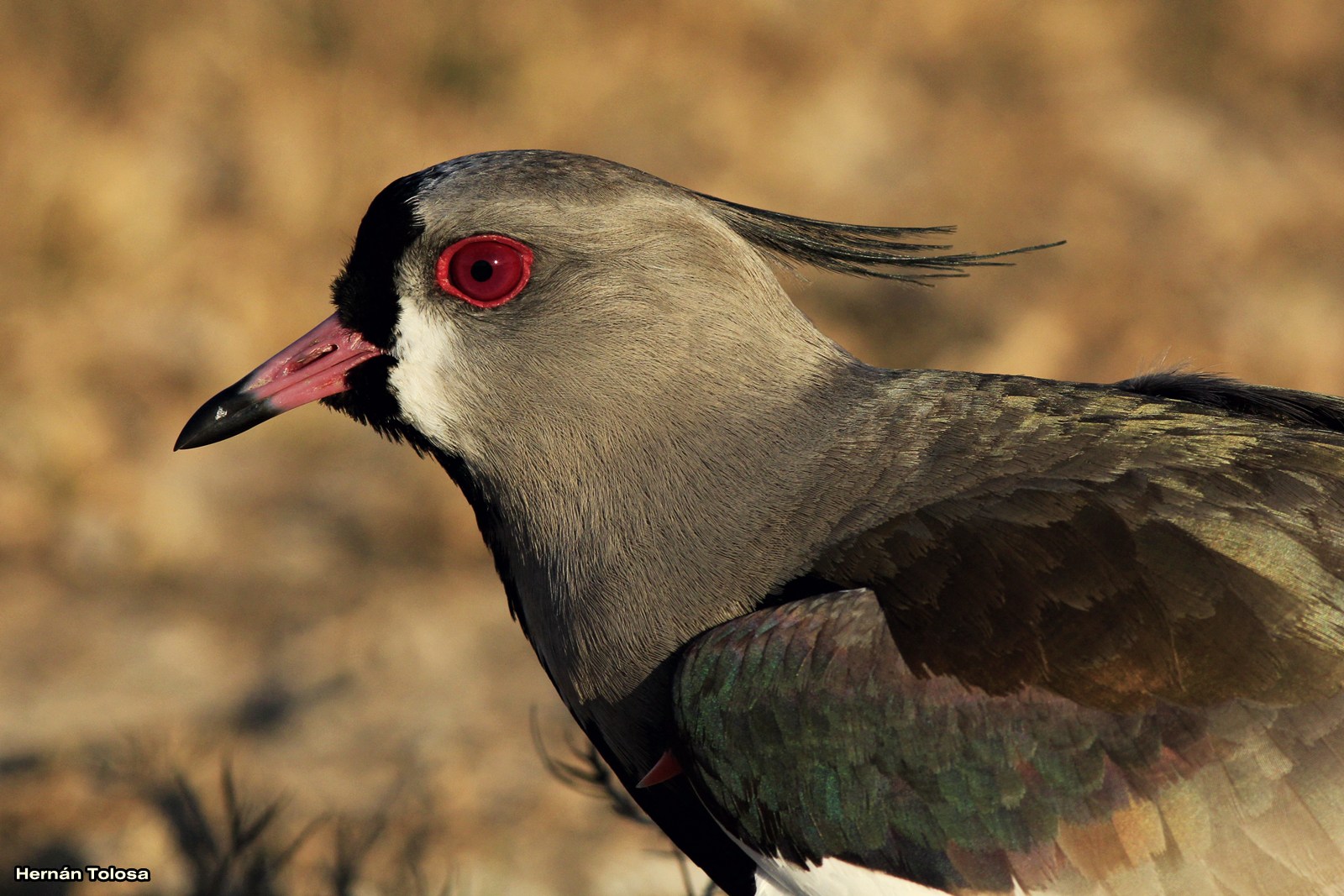 Aves de Argentina: Tero empollando