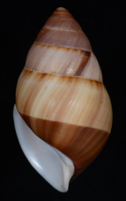 Dr. Lee's Gallery Museum: Amphidromus inversus annamiticus 45.11mm ...