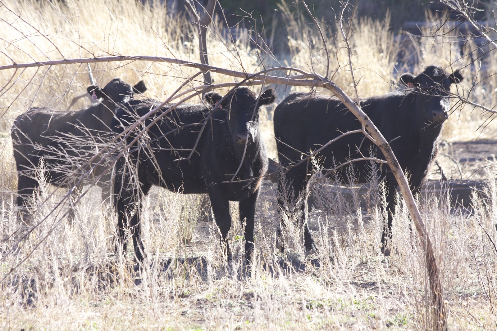 The Journey is the Destination: Arizona Day 5 - Wild Mexican Cows